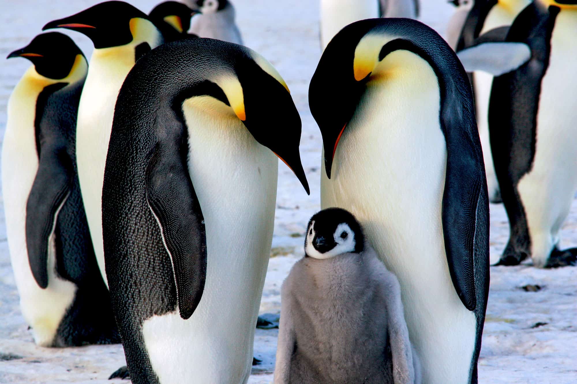Modern science just expanded the penguin family tree