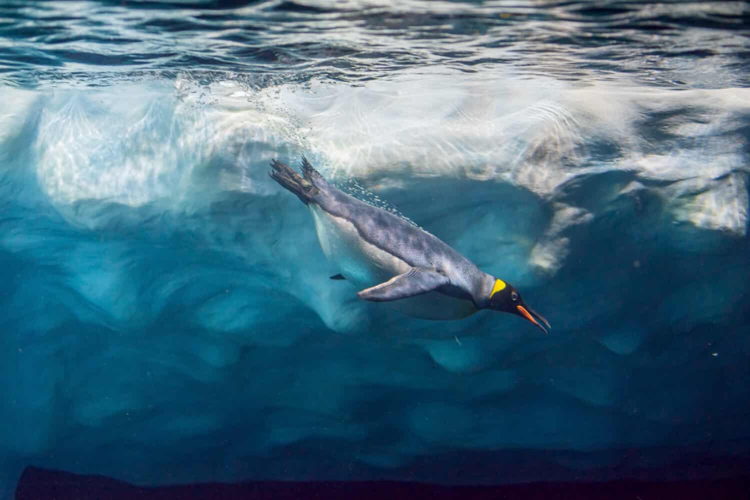 These birds don’t just fly. They swim underwater