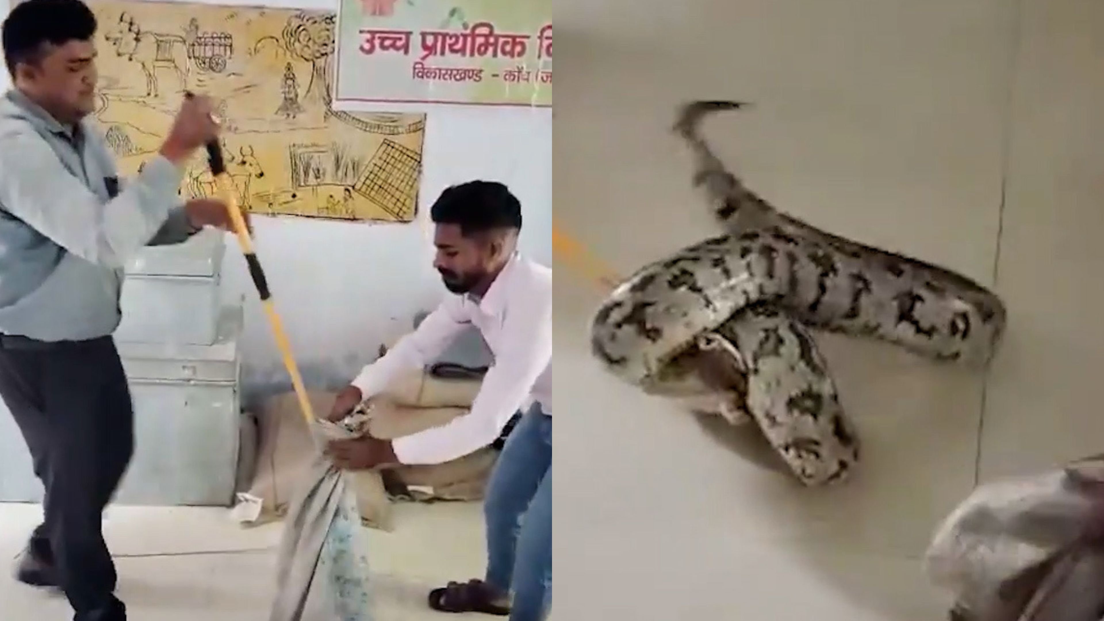 Terrifying moment 10-foot python is found lurking in Indian school’s ...