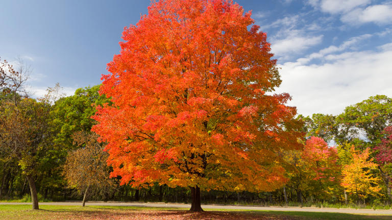 The Ideal Tree For Shade: Enjoy Beautiful Color, And Its Low Maintenance