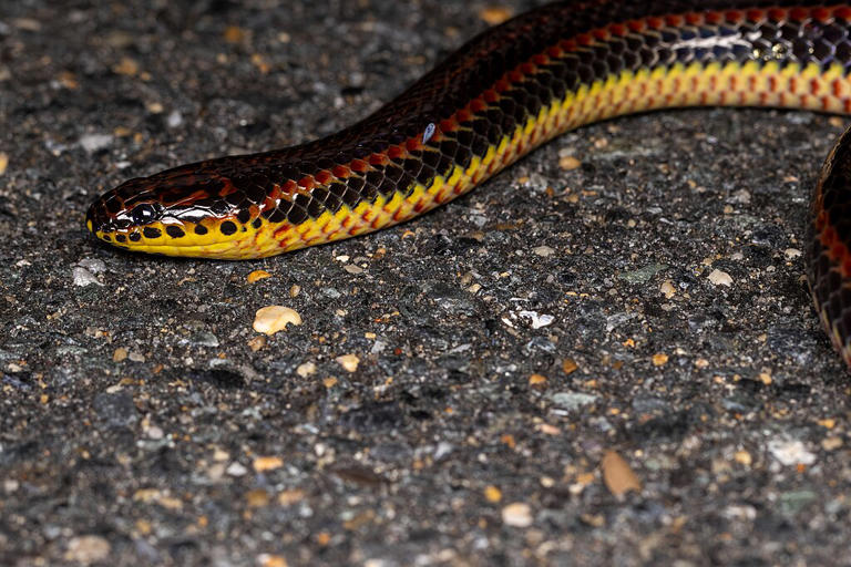 If You Encounter This Brightly Colored Snake Outdoors, Notify Officials ...
