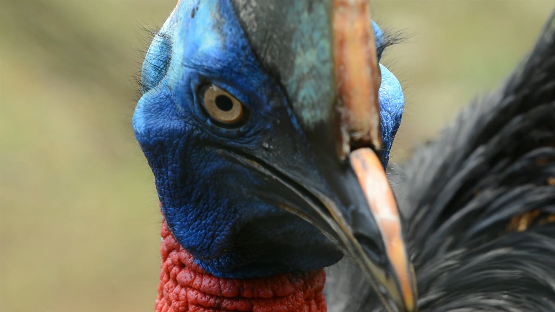 The 'Rainforest Gardener': Stunning Footage of the Southern Cassowary