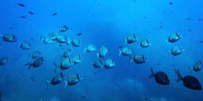 Nya rön: Gruvdrift på botten riskerar livet i haven