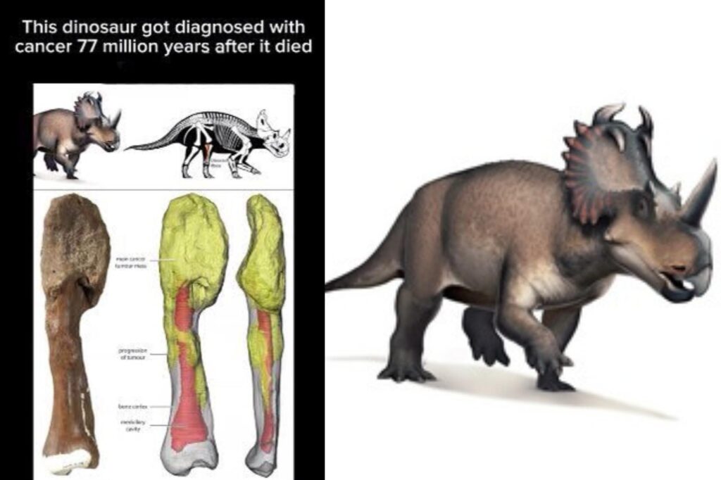 18 Pure Facts The Ancient Truth That Cancer May Be Far Older Than Humans