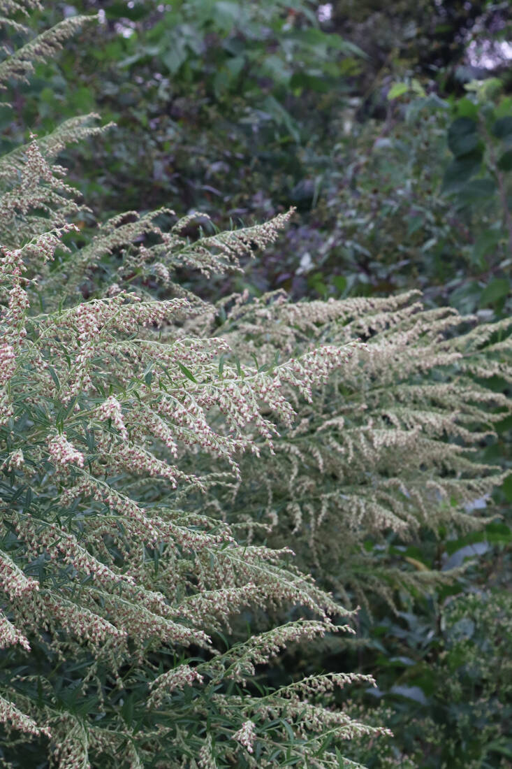 Mugwort Flowers: Dry the Invasive Herb for Cool Season Cooking