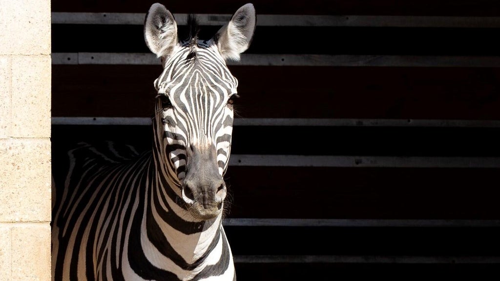 Como Zoo announces death of 25-year-old zebra