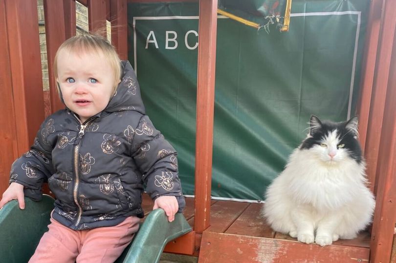 Cat's tail ripped off and leg shattered after being 'dragged by car for ...