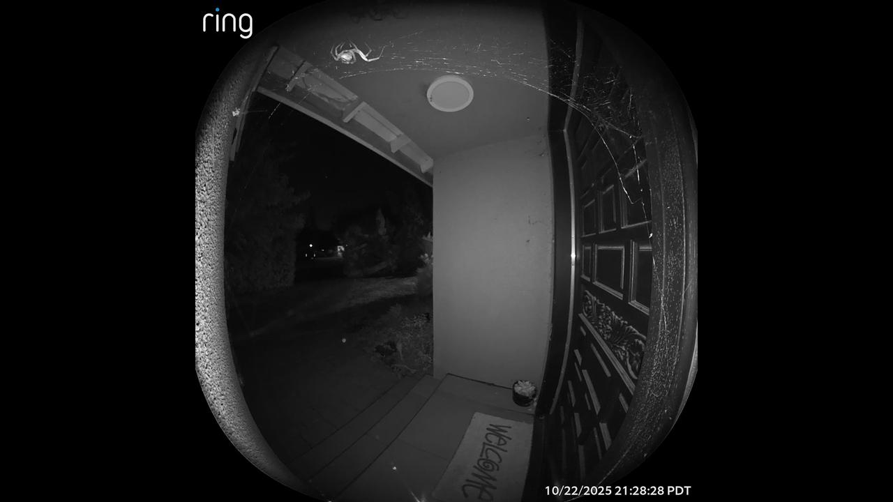 Spider Scared Off by Ring Camera