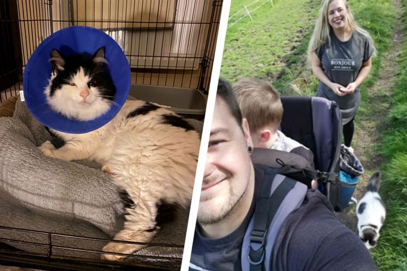 Cat's tail ripped off and leg shattered after being 'dragged by car for ...