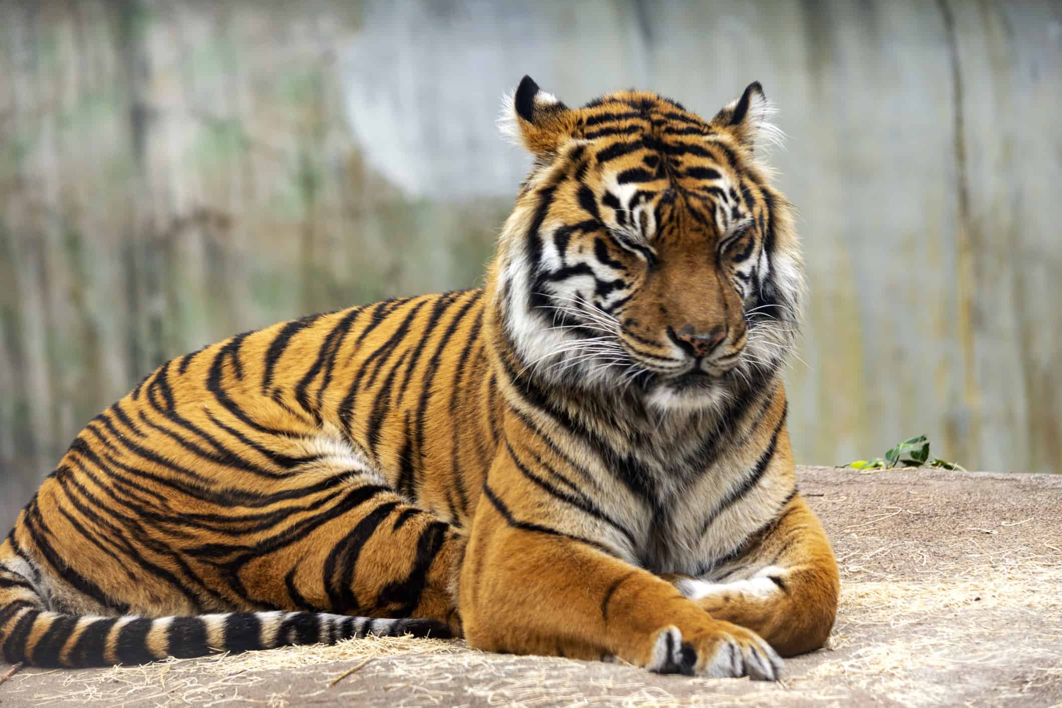 5 animals that can hunt & kill tigers (and don’t hesitate to do so)