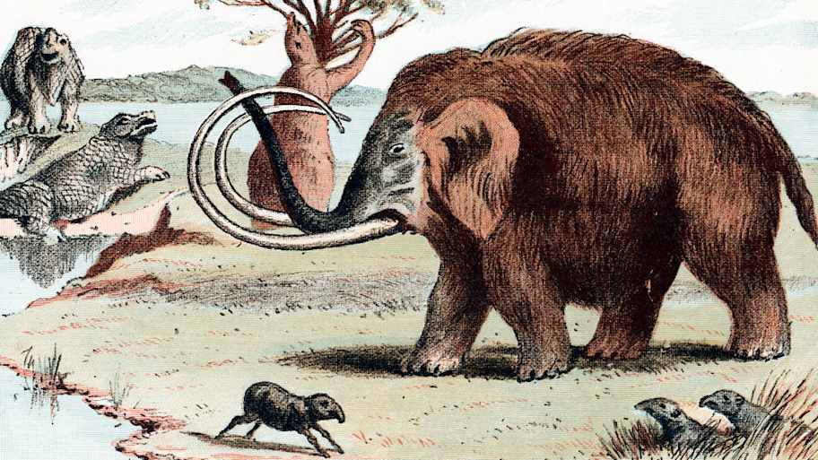 How Mammoth Poop Gave Us Pumpkin Pie