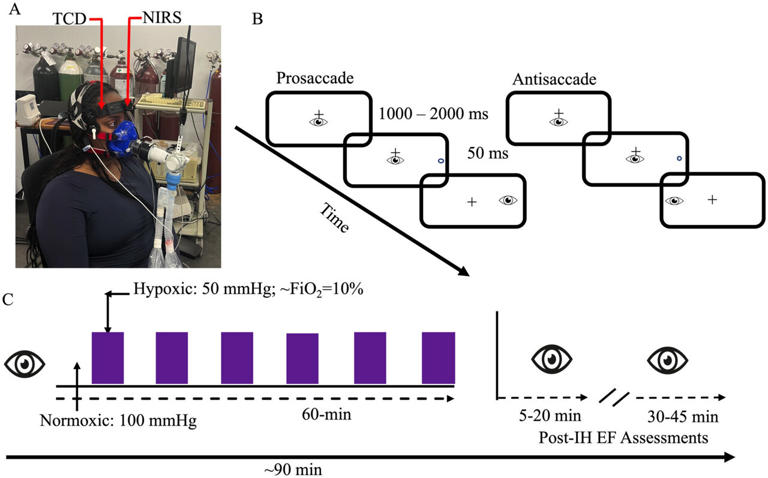 Controlled oxygen reduction can boost brainpower without moving a muscle