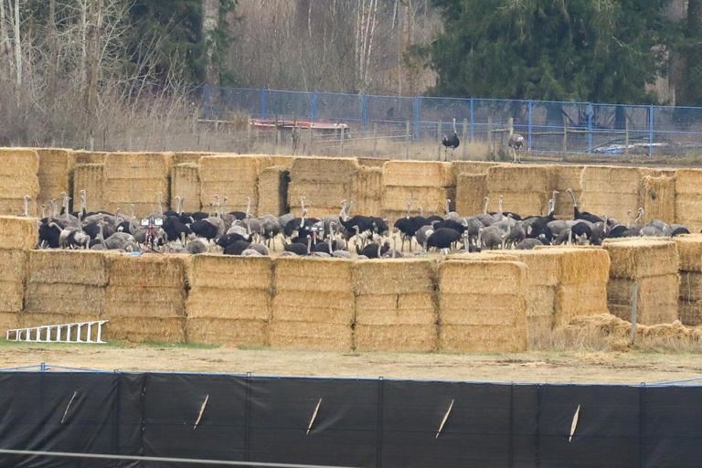 B.C. ostrich cull started a ‘new kind of war’ after birds gunned down ...