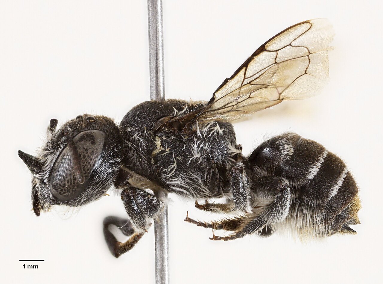Devilishly distinctive new bee species discovered in Western Australia ...