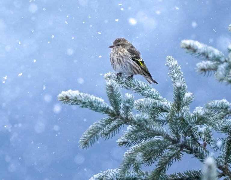 4 types of conifer trees you should know (and grow)