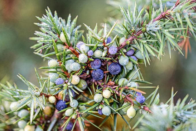 4 types of conifer trees you should know (and grow)