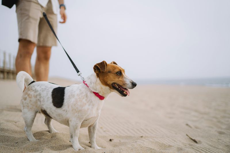 7 Spunky Dog Breeds Born To Be Your Sidekick, Experts Say