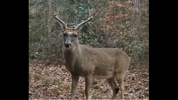 Deer attacks 70-year-old woman in yard, sending her to hospital, NC ...
