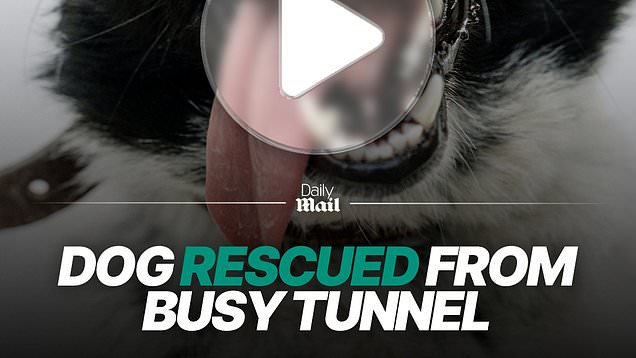 Police rescue runaway dog from busy Boston tunnel during rush hour