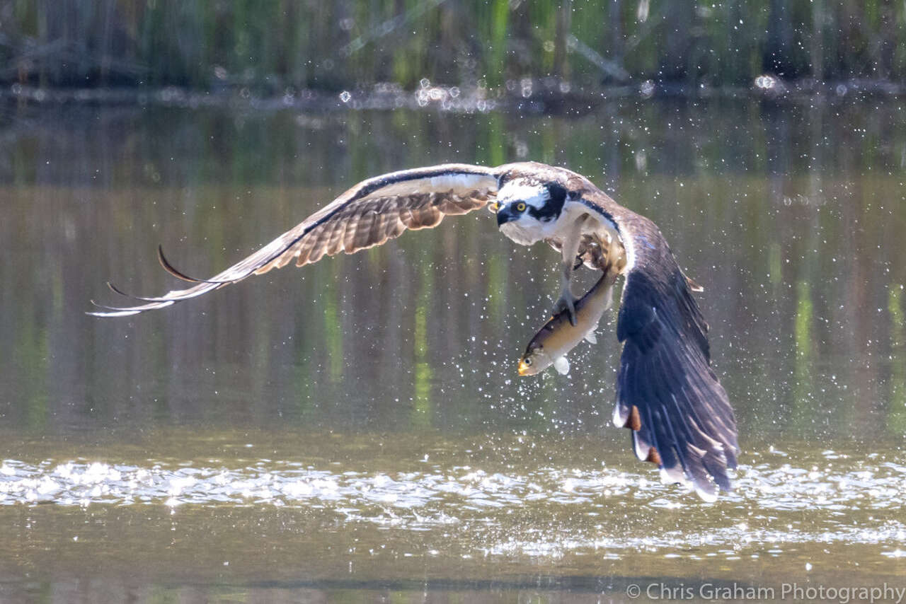 Diminishing prey a warning sign for CT osprey population, advocates say