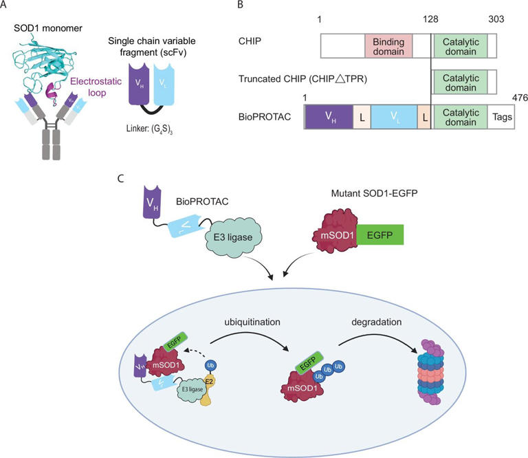 Removing toxic proteins before they can damage motor neurons