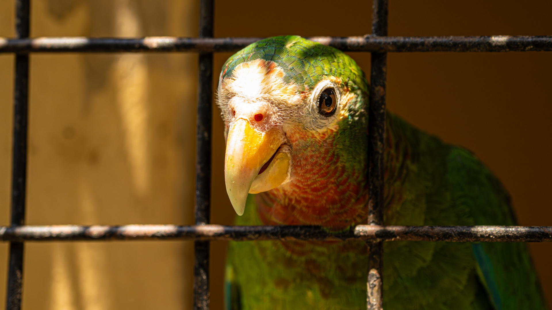 The Dark World Of Parrot Smuggling