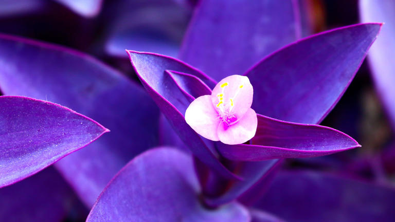 Tradescantia pallida care guide: The 'royal' houseplant with vibrant ...