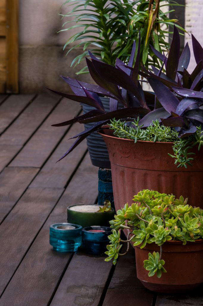 Tradescantia pallida care guide: The 'royal' houseplant with vibrant ...