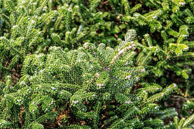 4 Types of Conifer Trees You Should Know (and Grow)