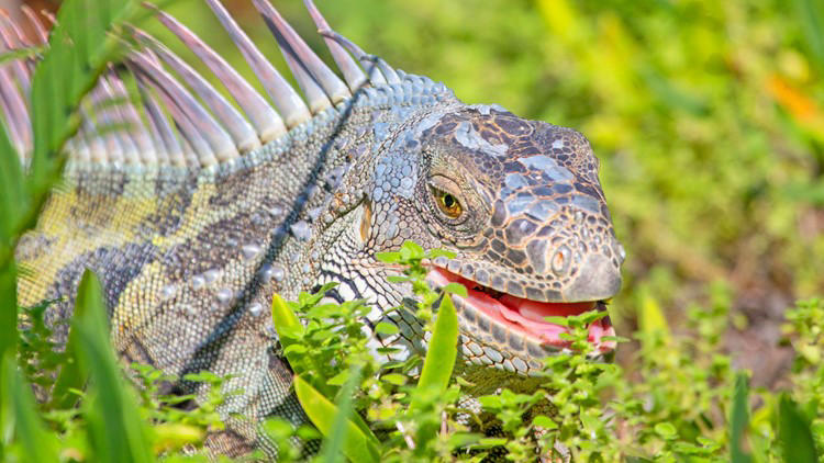Watch out for falling iguanas! What to know when you see the reptiles ...