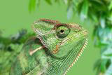 In a Rare Biological Twist, Chameleons’ Optic Nerves Coil Like a ...