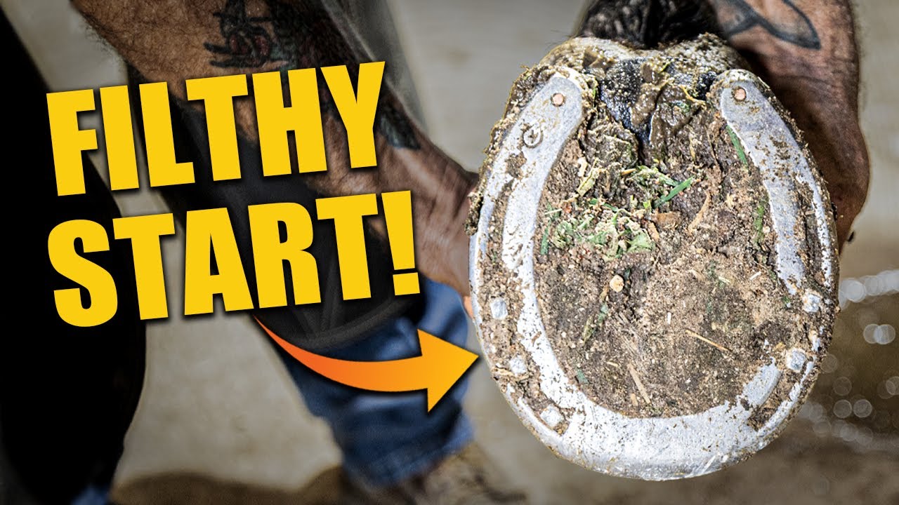 From filthy to fantastic! Hoof restoration you need to see