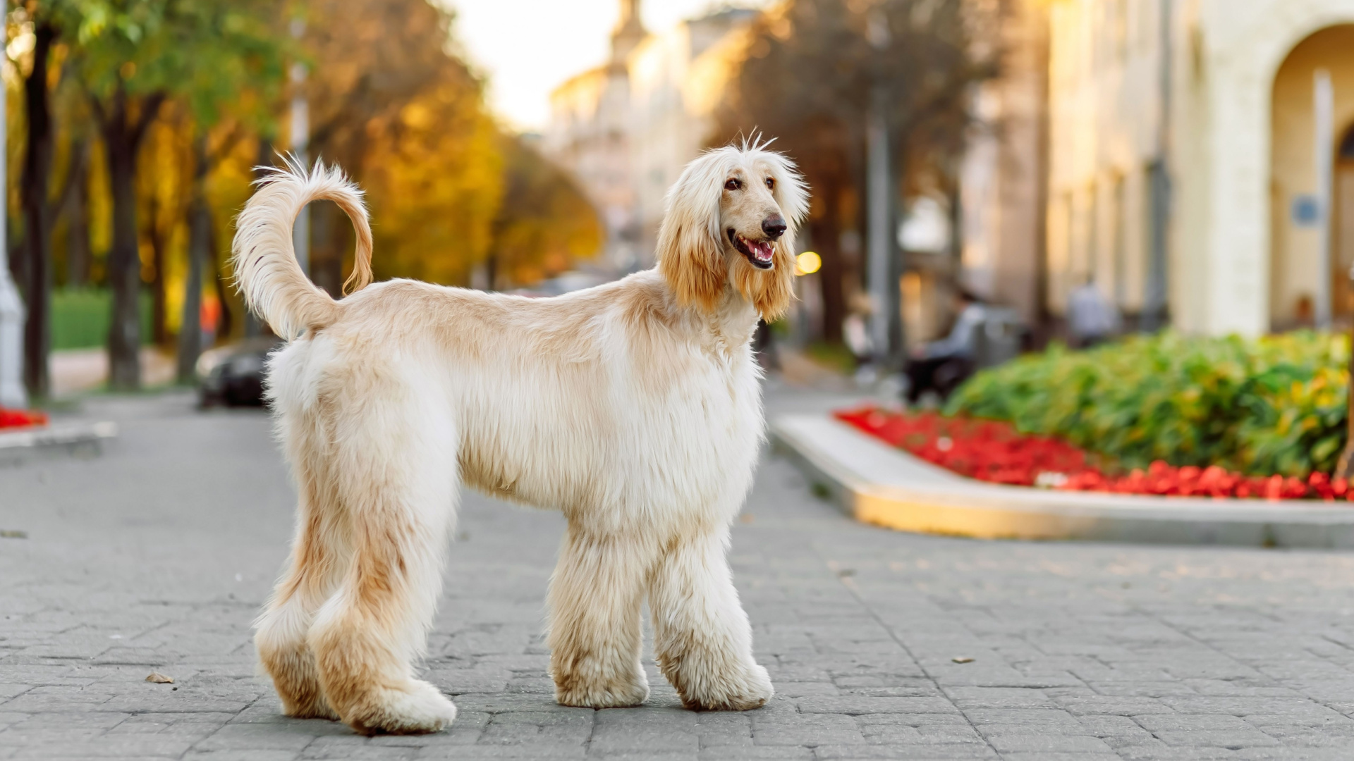 These Are The 10 Dog Breeds That Are Considered To Be The Most ...