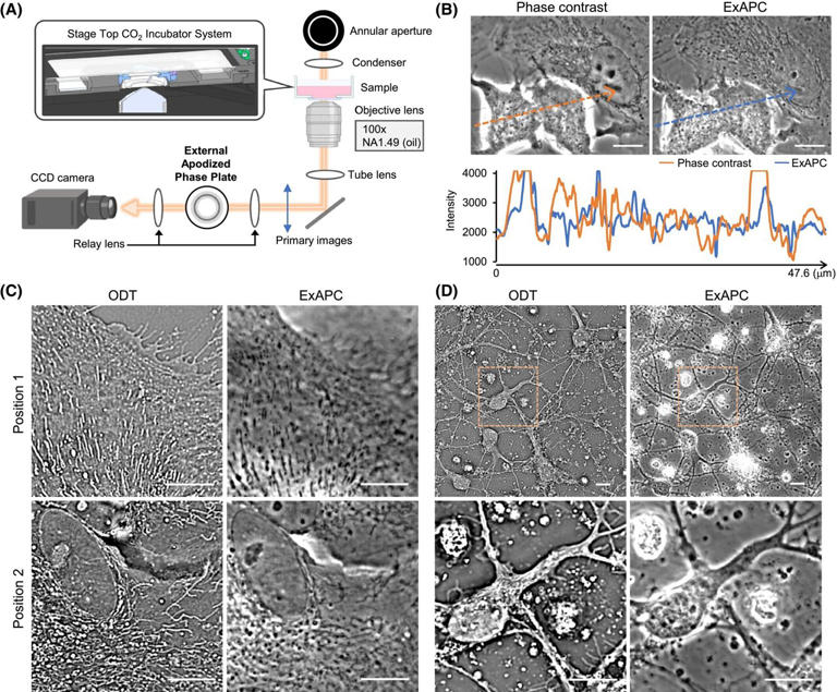High-resolution label-free imaging reveals stable organelle dynamics ...