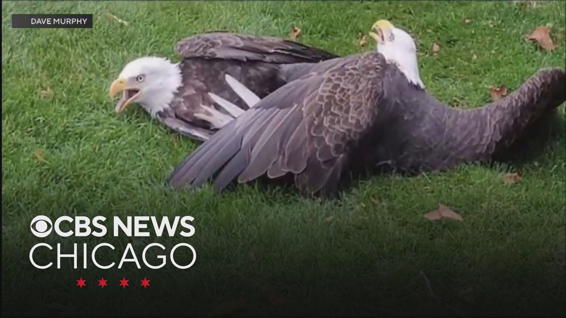 Bald eagles rescued after crashing into house, getting stuck together