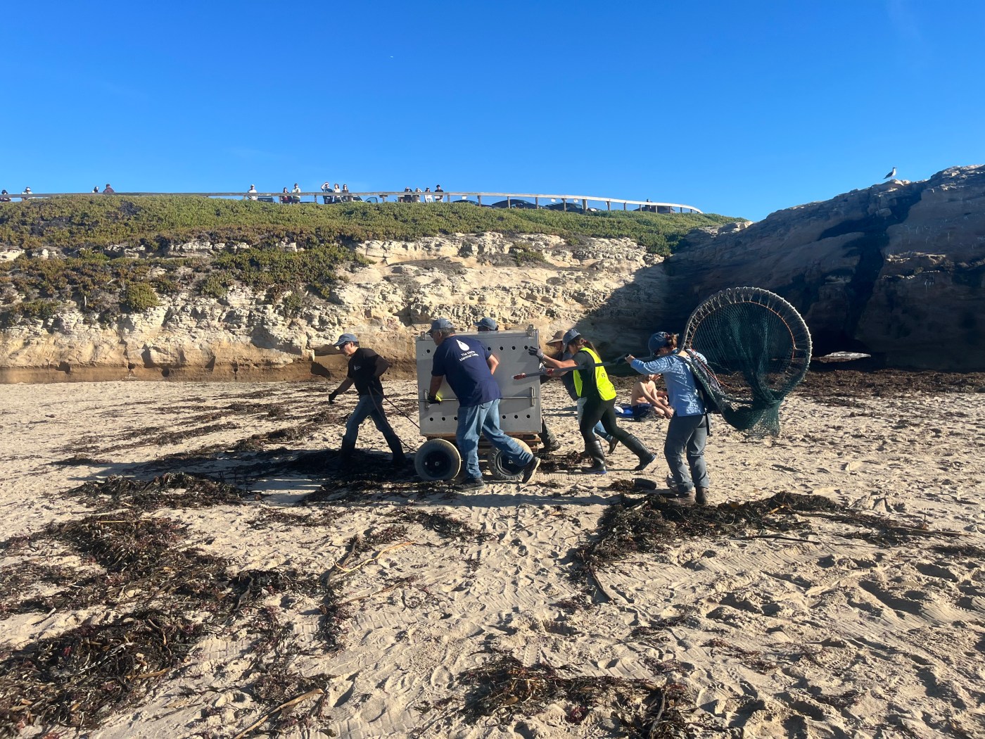 Santa Cruz | Volunteers rescue sea lion at Natural Bridges