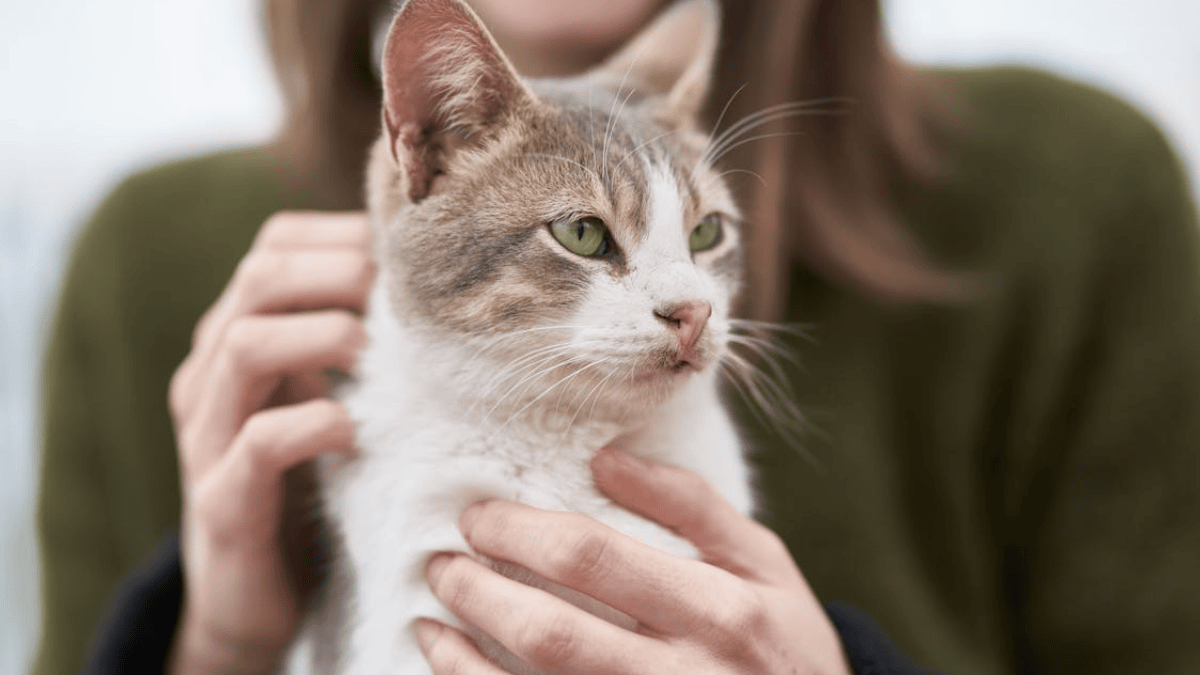 6 clear signs your cat needs to stop eating kitten food
