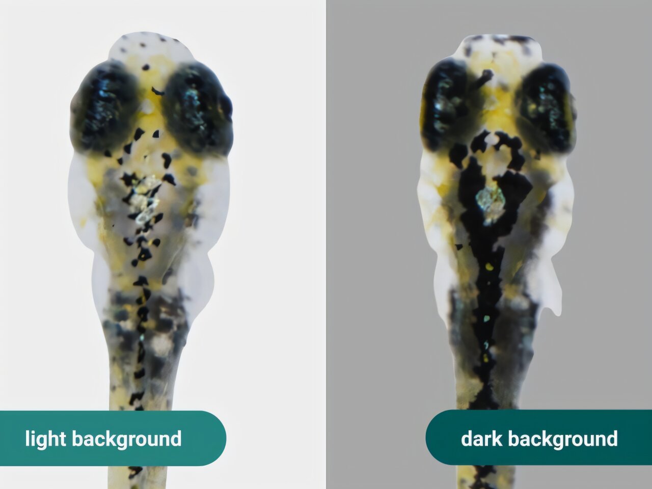 Zebrafish larvae's camouflage control traced to specific eye and brain ...