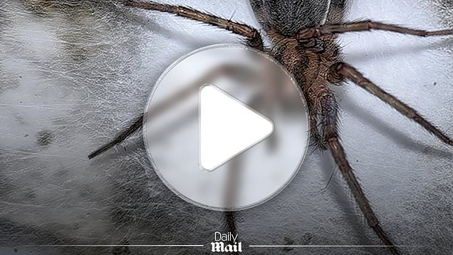 World's largest spiderweb discovered, housing over 110,000 spiders