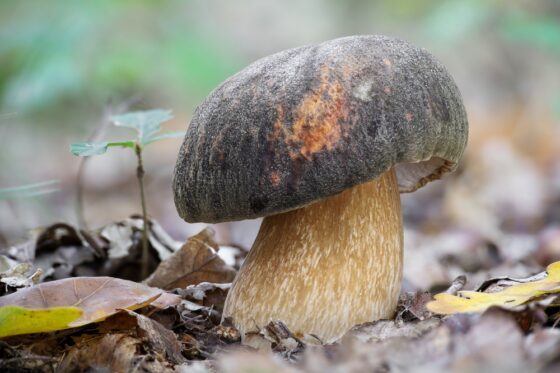 Champignons : quelle différence entre un cèpe et un bolet