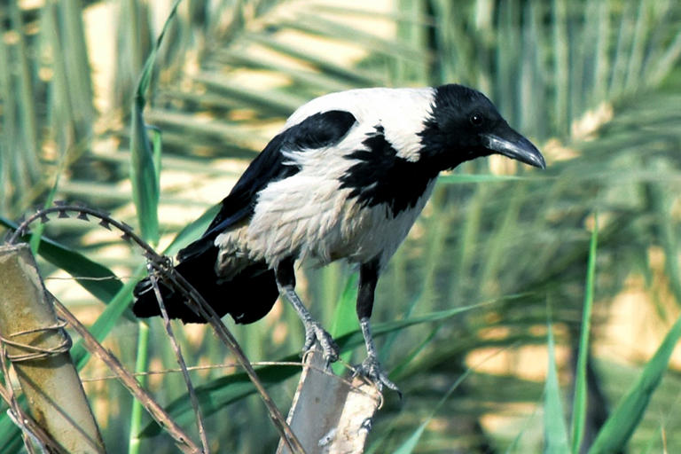 Empresa sueca treina corvos para recolher bitucas de cigarro das ruas