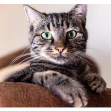 Fight litter box smells for 30 days with Fresh Step Cat Litter*