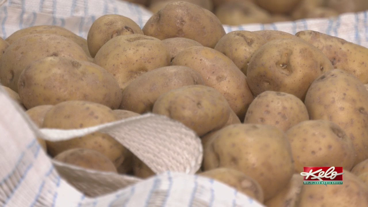 Faith Temple still giving away plenty of potatoes