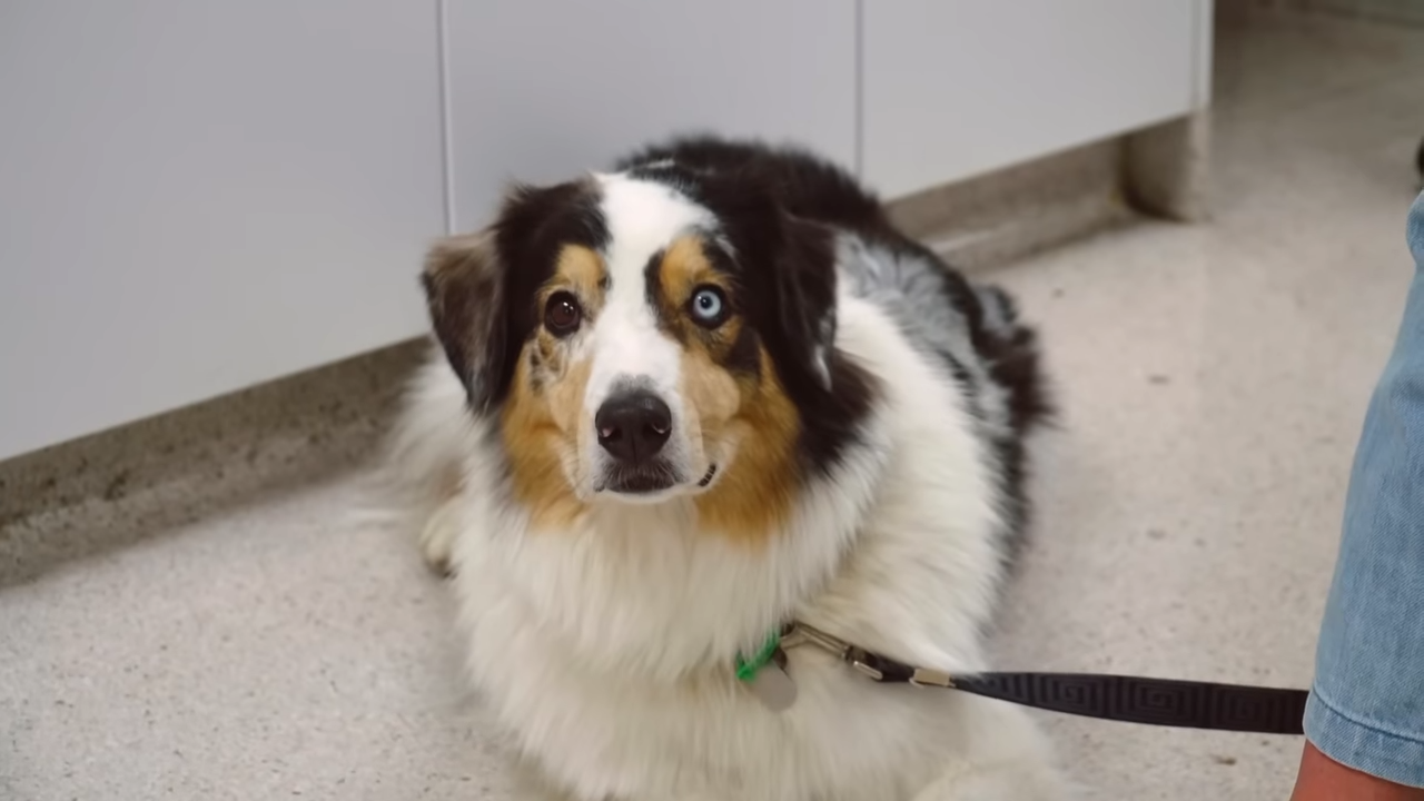 How a vet fights to save his dog from severe seizures