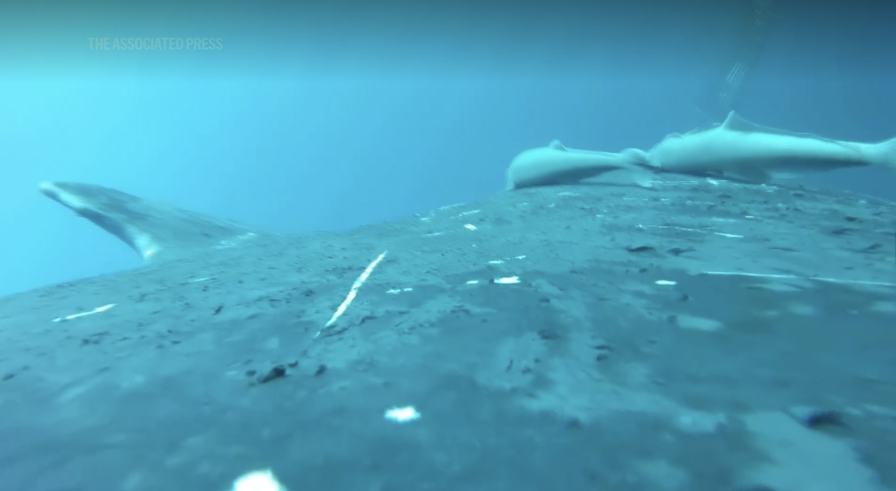 Rare footage shows sucker fish whale-surfing in the ocean’s wildest joyride