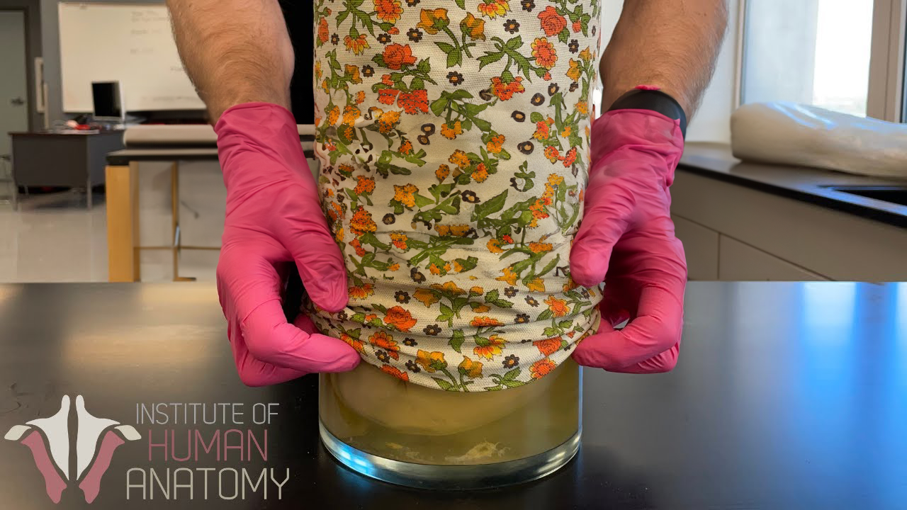 How a Human Fetus Develops: The Journey of Life