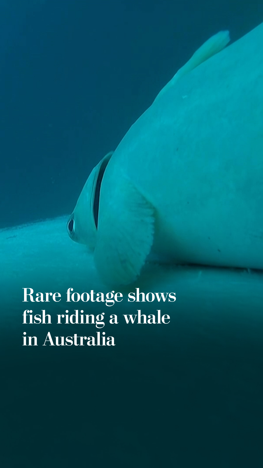 Rare footage shows fish riding a whale in Australia