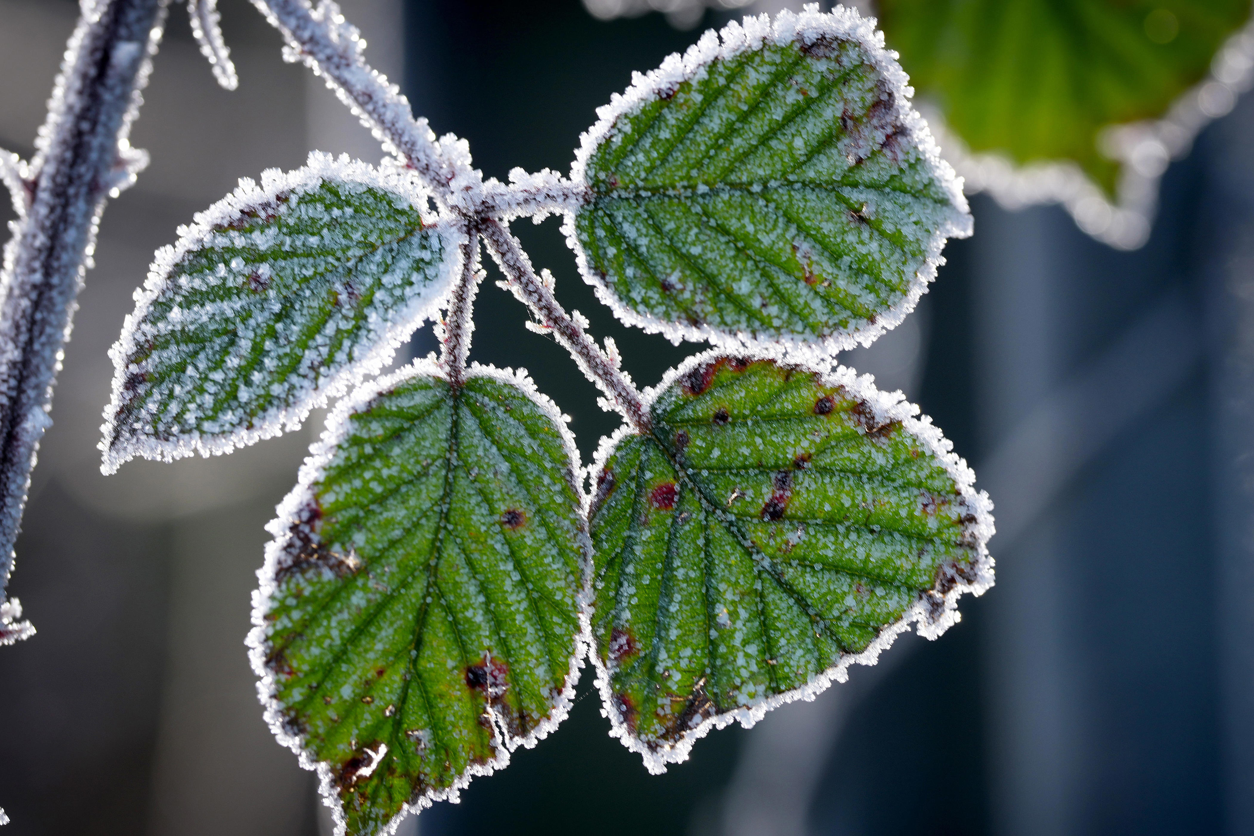A brief (but very chilly) cold snap comes to Louisiana