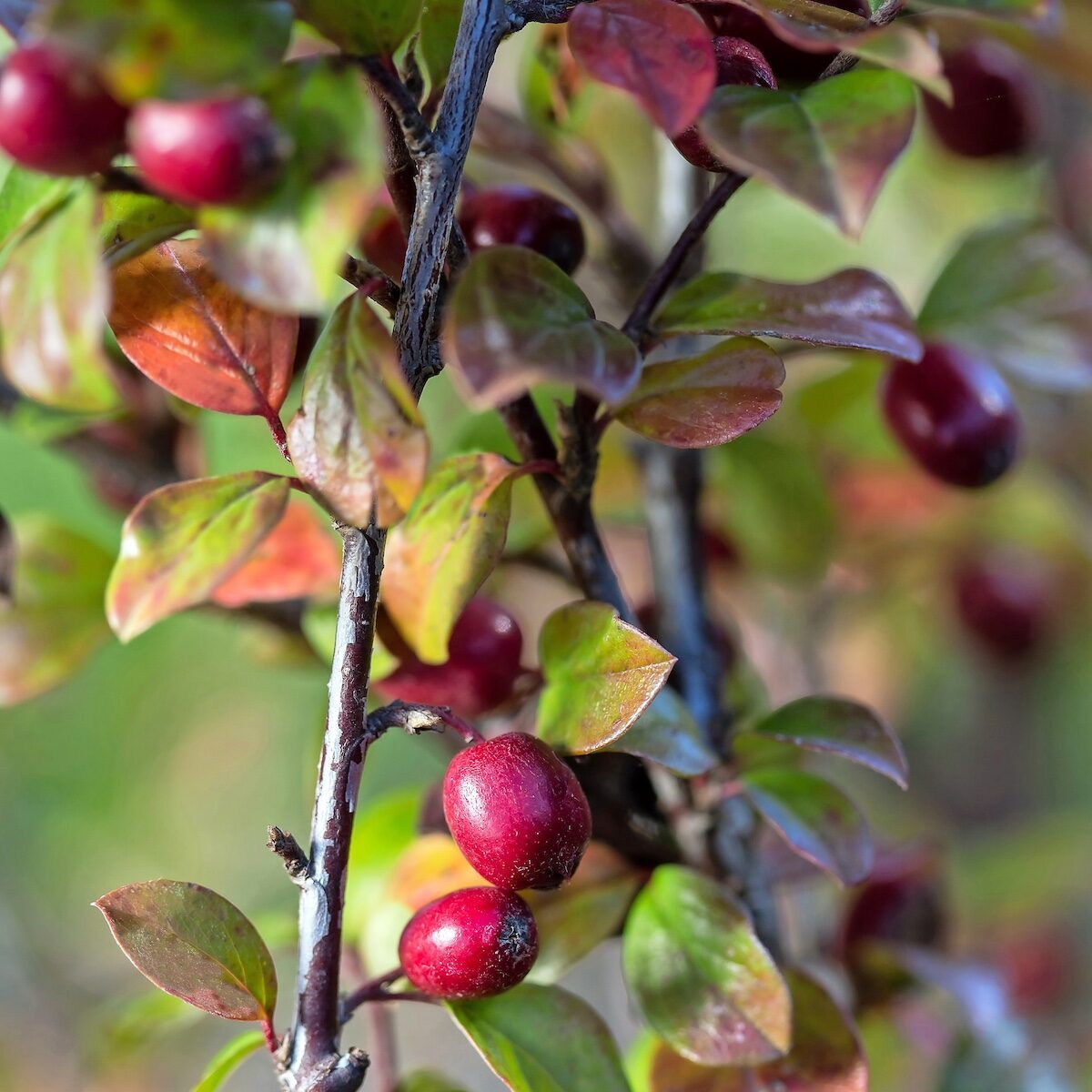 Autumn Inferno Cotoneaster Plant Care and Growing Tips