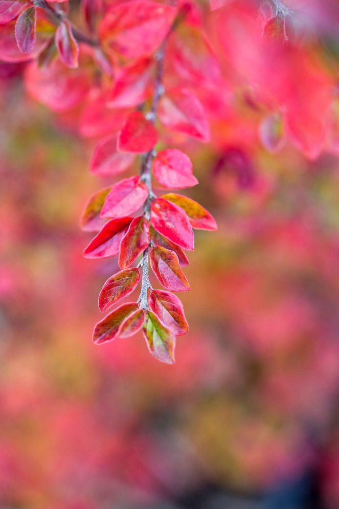 Autumn Inferno Cotoneaster Plant Care and Growing Tips